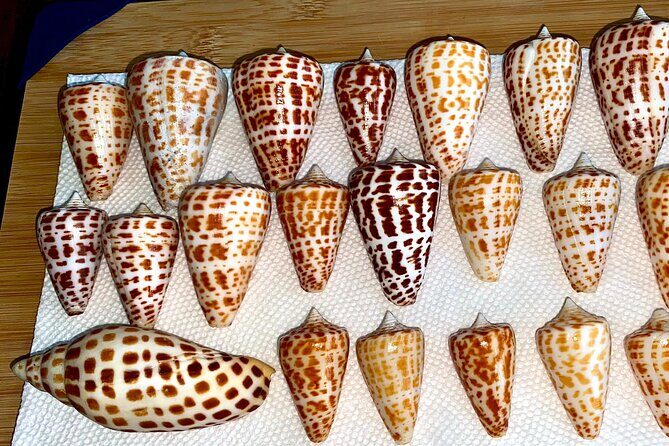 Private Shelling and Dolphin Excursion - The Practical Side: Pricing, Booking, and Whats Included