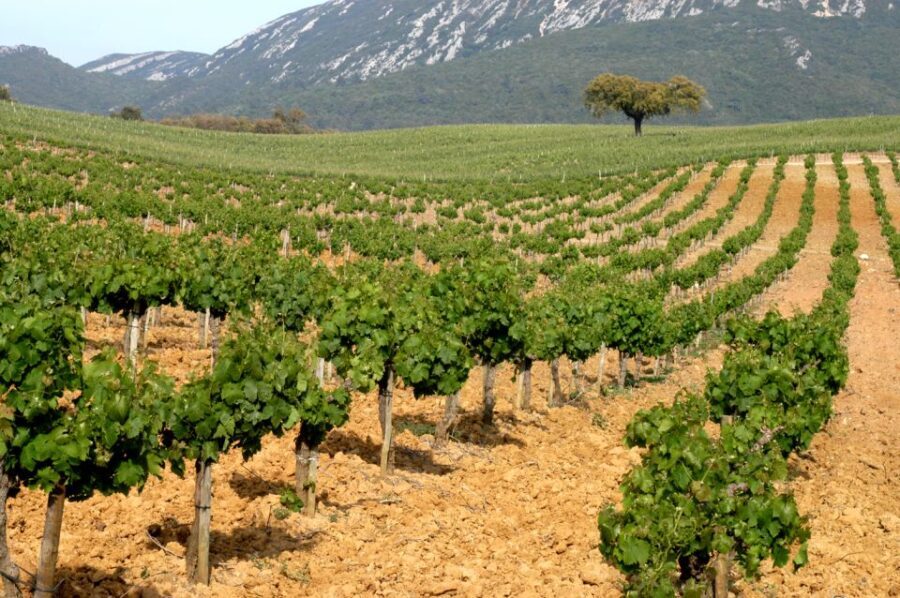 Private Tour - Arrábida & Azeitão Wine Region - A Closer Look at the Itinerary