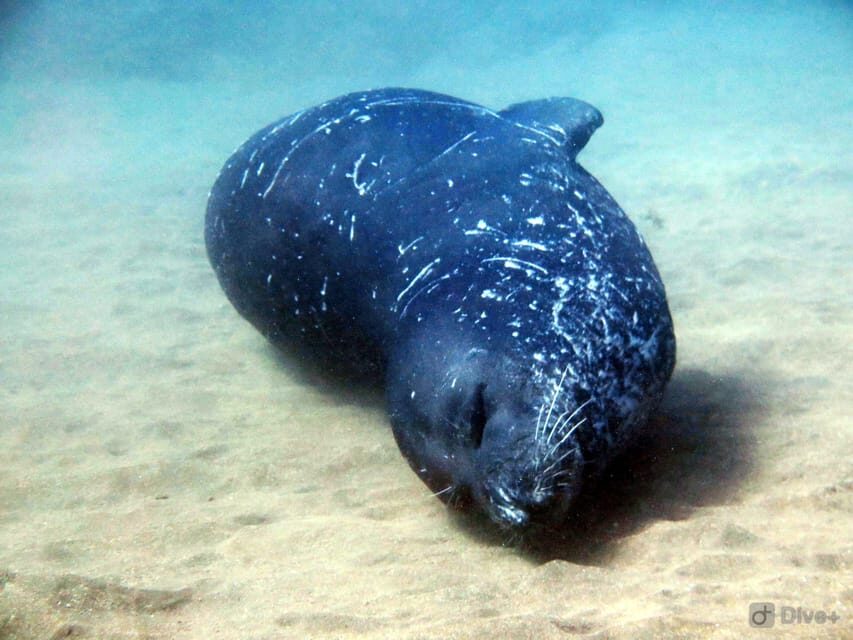 Private tour | Ponta de São Lourenço (Scuba & Snorkeling)