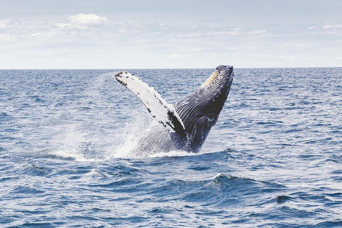 Private Whale Watching Adventure - Who Should Consider This Tour?