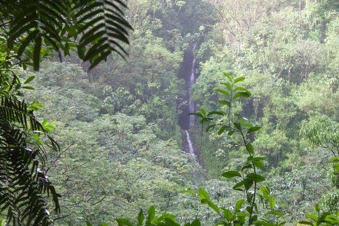 Rainforest Waterfall Trail and Shuttle Service - What to Expect from the Tour