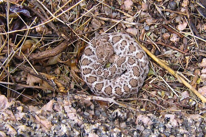Reptile Hunting in The Sonoran Desert - Key Points