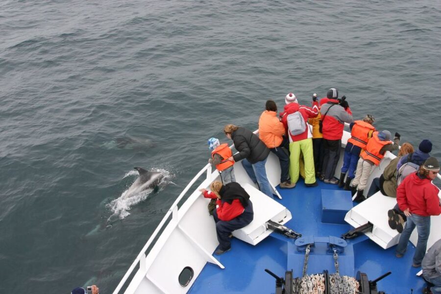 Reykjavik: the Original 3-Hour Whale Watching Tour