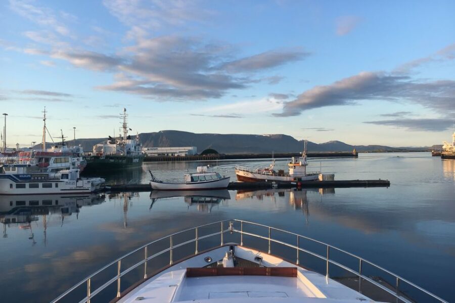 Reykjavik: Whale Watching and Dolphin Watching Yacht Cruise