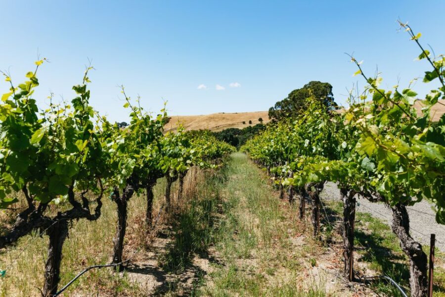San Francisco: Napa and Sonoma Valley Wine Tour - Authentic Experiences and Highlights from Travelers
