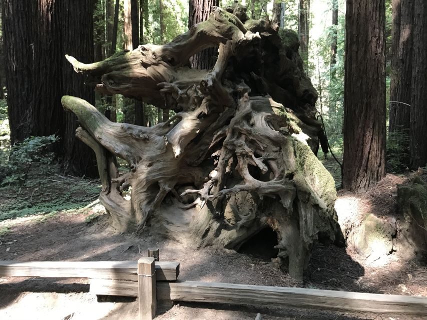 San Francisco: Private Muir Woods and Sausalito Tour - Who Should Consider This Tour?
