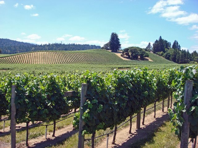 SF: Napa & Sonoma Wine Tour & Hop-on Hop-off Tour (Save 15%) - Crossing the Golden Gate: A Must-See Viewpoint