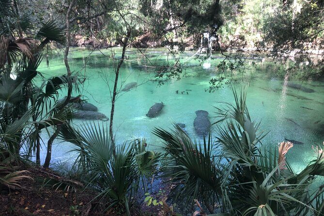 Small Group Manatee Discovery Kayak Tour near Orlando - An In-Depth Look at the Experience