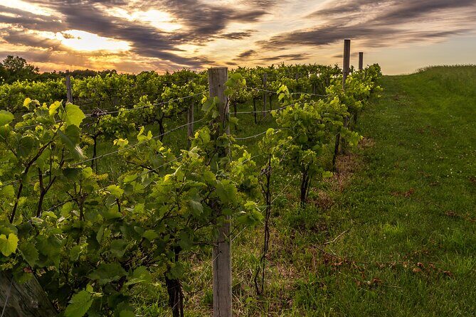 Small-Group Vineyard and Orchard Tour with Wine Tasting in Muscoda - Pricing and Value