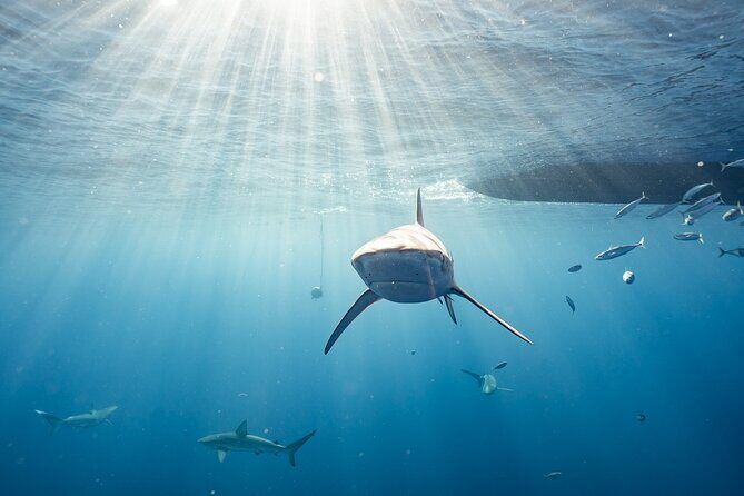 Snorkel with sharks on the North Shore of Oahu - What to Expect from the Tour
