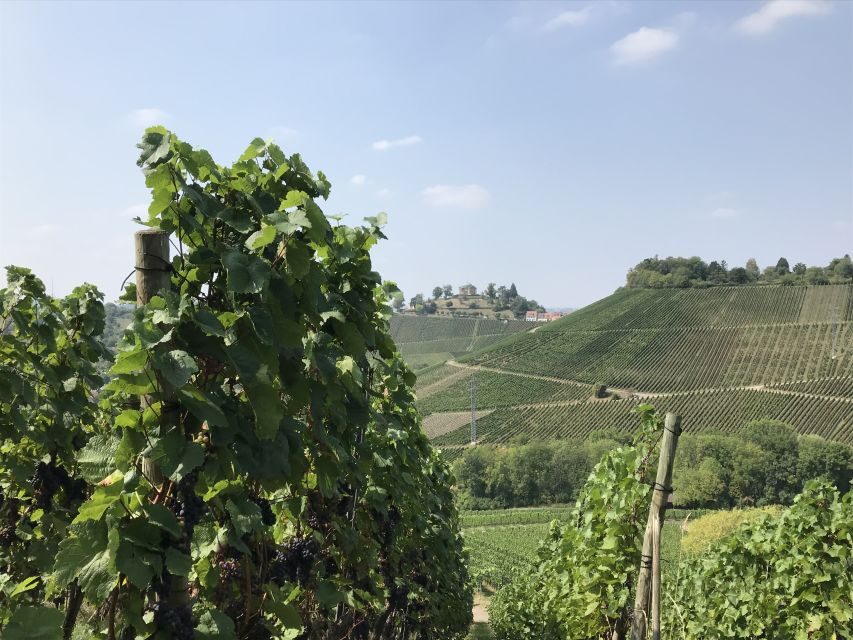Stuttgart: 2-Hour Vineyard Hike with Tastings
