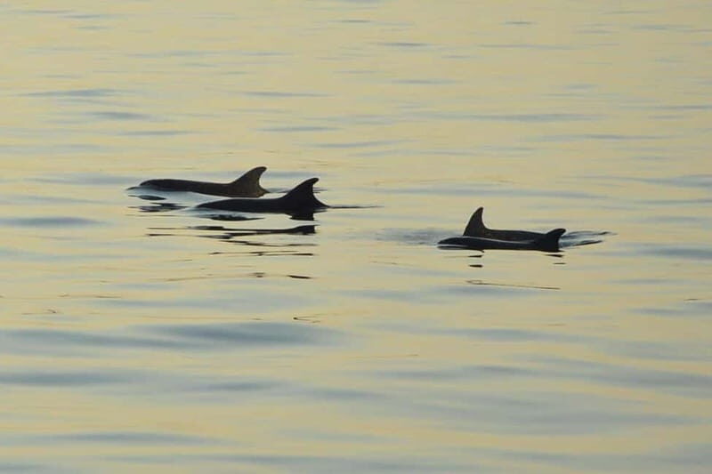 Sunset Dolphin Cruise with Dinner  Medulin Archipelago