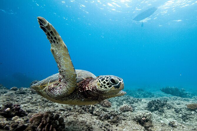 Swim With Dolphins & Turtles in West Oahu (Semi-Private Tours) - In-Depth Tour Breakdown