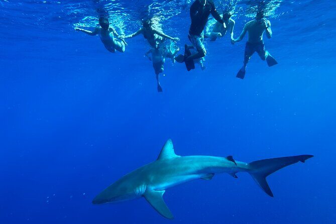 Swim with Sharks Cage-Free from Oahu - Final Thoughts: Is This Tour Right for You?
