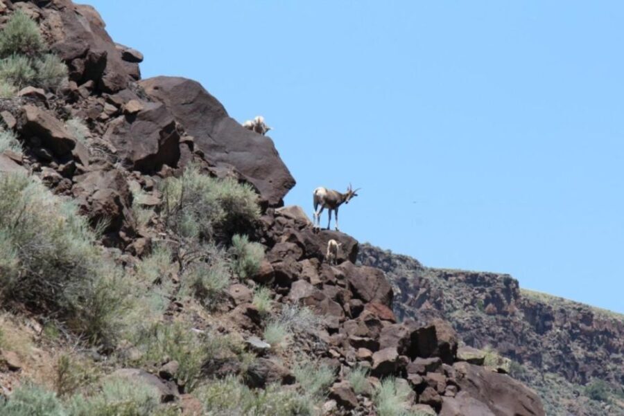 Taos/Santa Fe: Rio Grande Class IV "Taos Box" Rafting - The Value of the Experience
