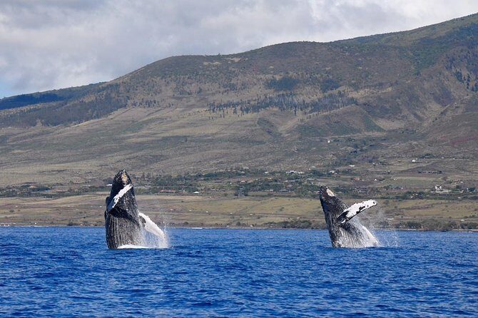 TEST Ultimate Whale Watch from Lahaina - Why We Love This Experience