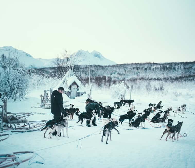 Tromsø: Self-Drive Husky Dog Sledding Adventure