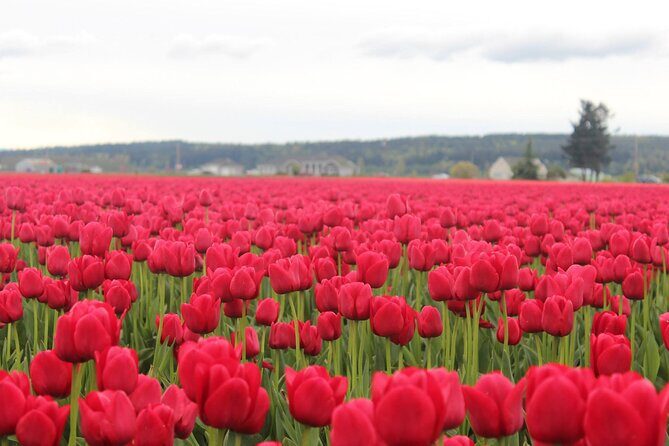Tulip Festival at Skagit Valley ,La Conner and Deception Pass - Deception Pass: Nature’s Drama