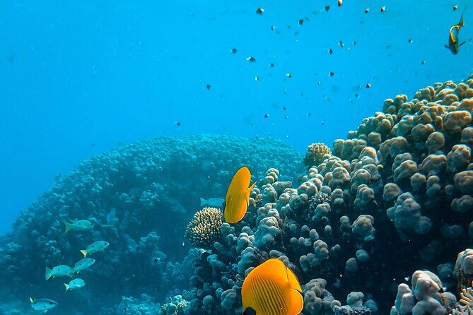 Turtle Town Snorkel with Photo and Video - What to Expect at Turtle Town