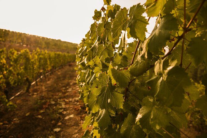 Visit Coastal Vineyard - The Setup and Itinerary