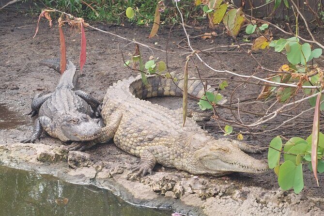 Visit to the Everglades in French - What Makes This Tour Stand Out?