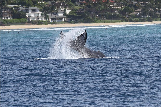 Whale Watch Cruise Aboard The Majestic by Atlantis Cruises - What Do the Reviews Say?