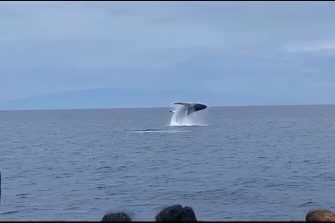 Whale Watching on Big island - The Itinerary & What You Will Experience