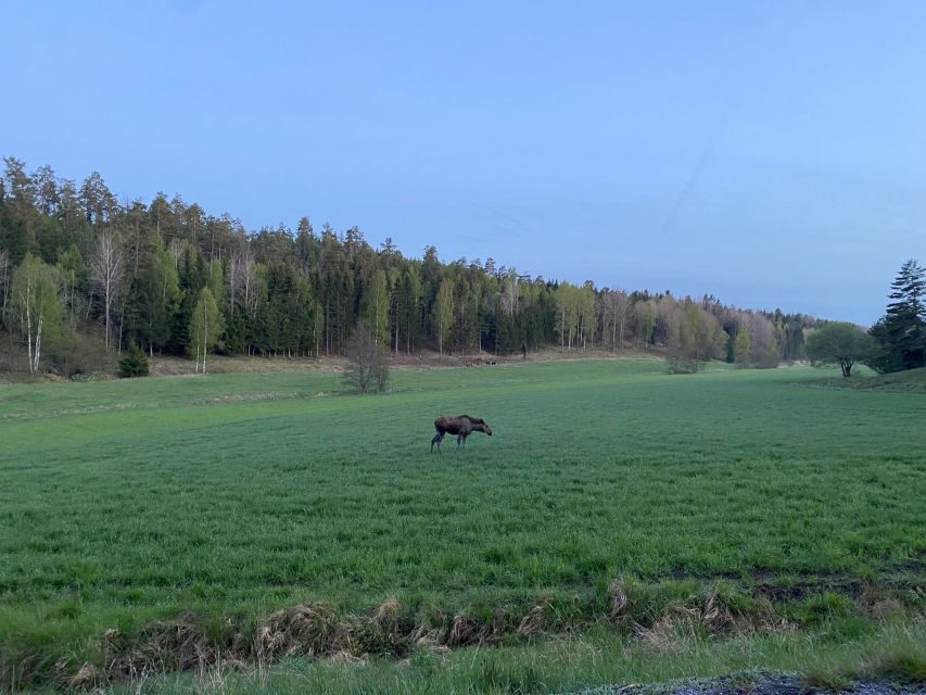 Wolf and Wildlife Tracking in Sweden - The Value of This Experience