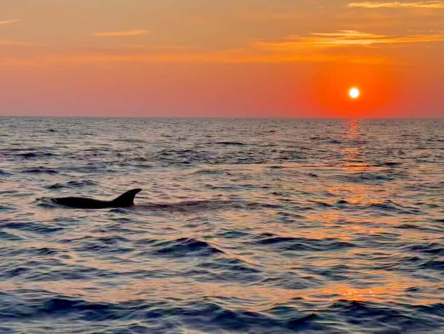 Alcudia: Dolphin Watching at Sunrise with Speedboat