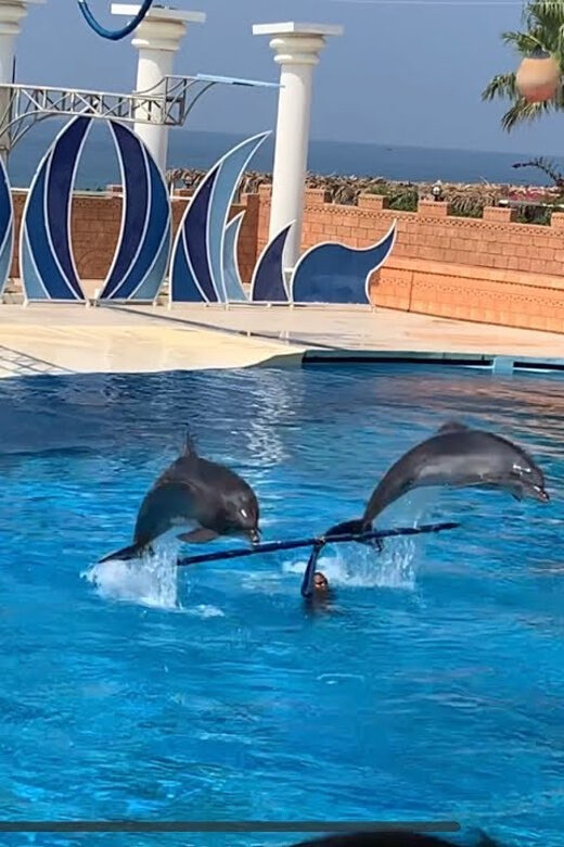 Dolphin Show Free Transfer From Alanya, Side, Kemer,Antalya