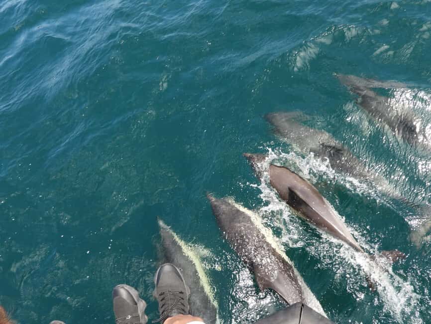 From Cádiz Bay: Tarifa Dolphin Watching Tour