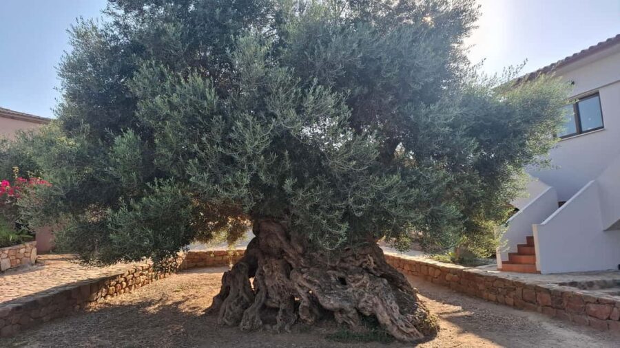 From Chania: Wine, Honey & Olive Oil Private Tour