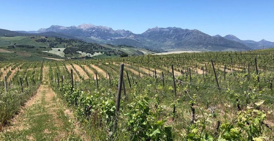 From Marbella: Ronda Tour Wineries Tour with Lunch