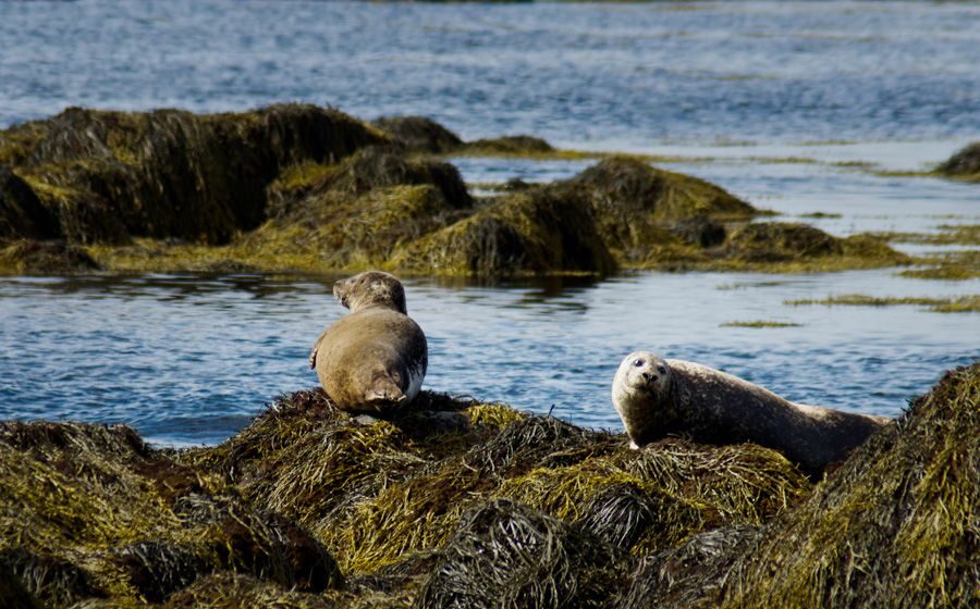 From Reykjavik: Snaefellsnes - Small Group, Lunch Included