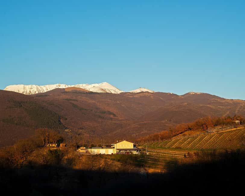 From Rome: Cantina Le Macchie Winery Tour and Tasting