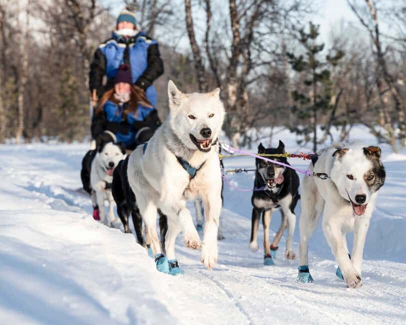 From Tromsø: Dog Sledding Experience with Transfer