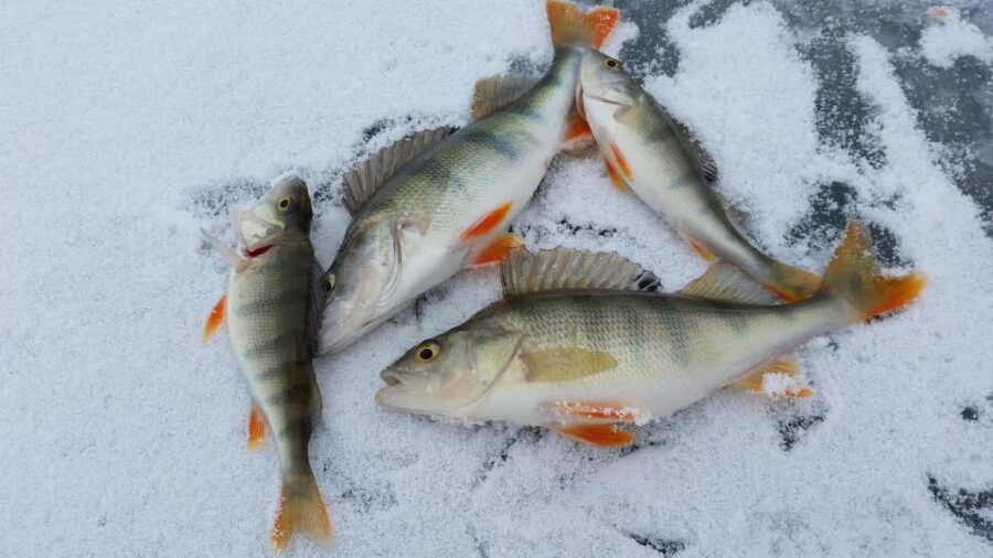 Ice-Fishing by Foot on Lake Ylläsjärvi
