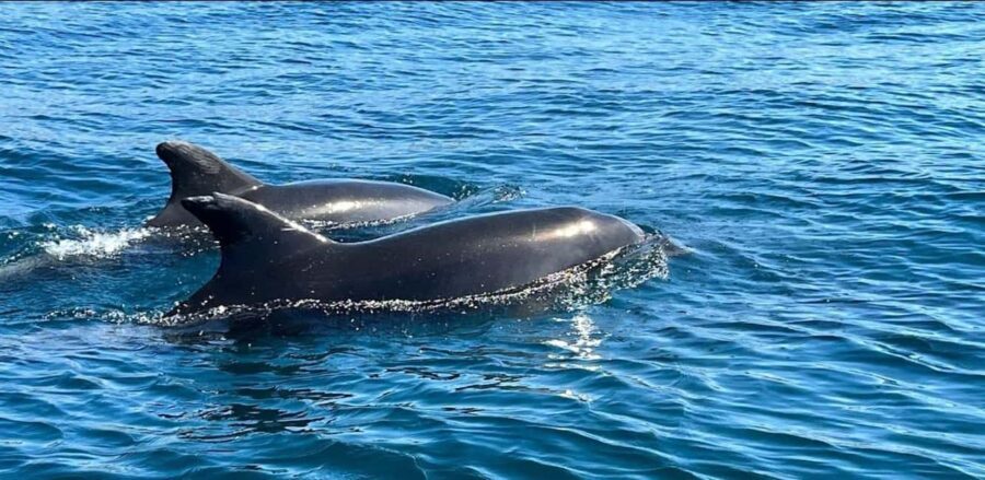 Lagos: Dolphin Watching Tour