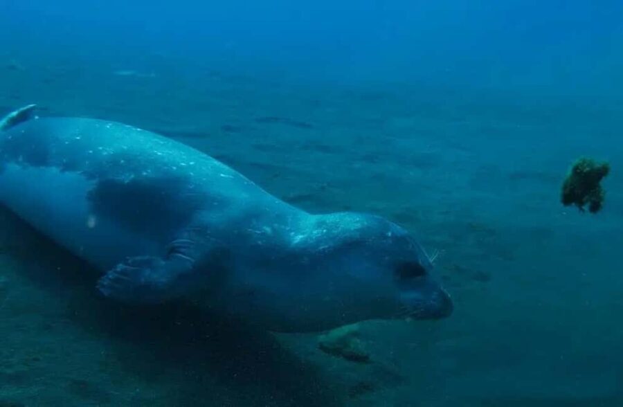Madeira: Ponta de São Lourenço Shore Dive (certified divers)