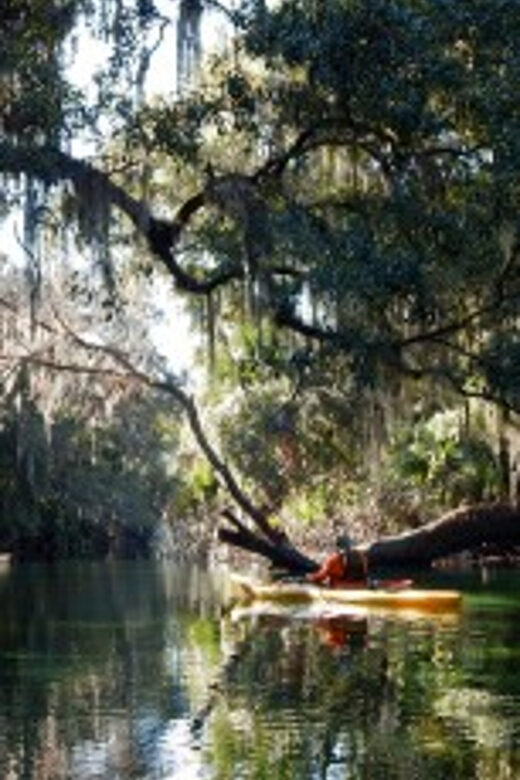 Orlando: Kayaking Tour with Manatee Encounter - Wildlife Encounters: The Heart of the Tour
