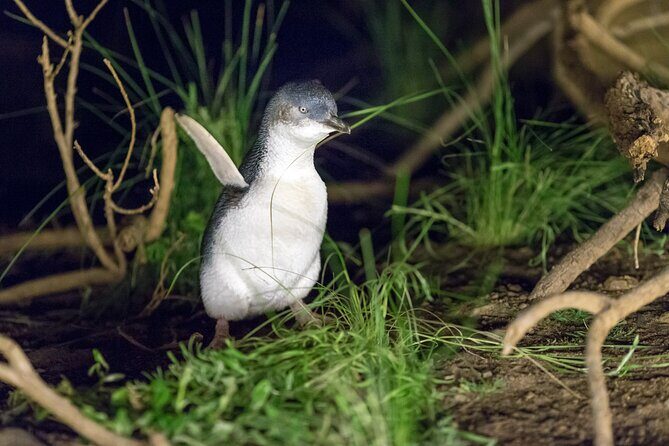 Phillip Island Penguin and Koala Highlights Day-Trip from Melbourne - Why This Tour Works