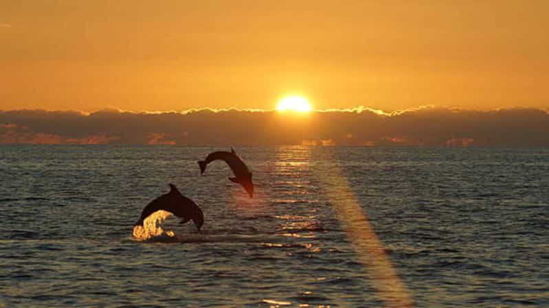 Pula: Sunset Dolphin Watching Boat Tour around N.P Brijuni