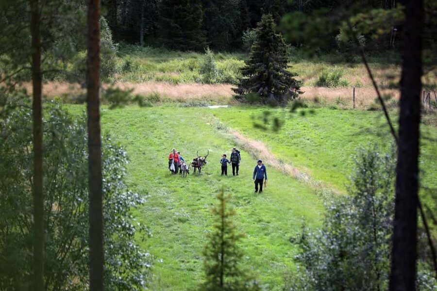 Reindeer Hike in Kuusamo nature
