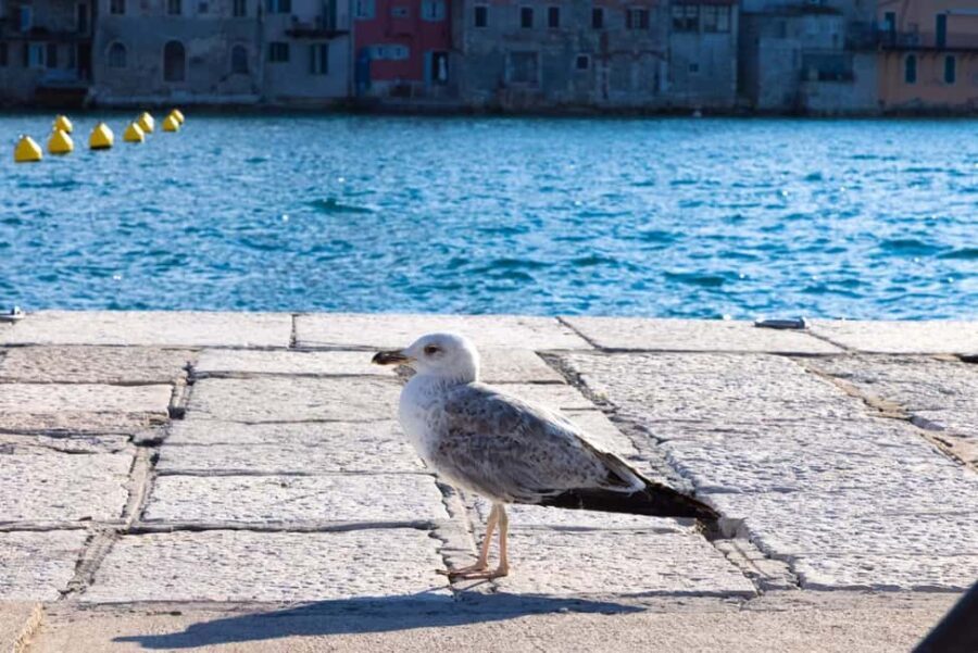 Rovinj: Guided Tour with Lunch & Transfer
