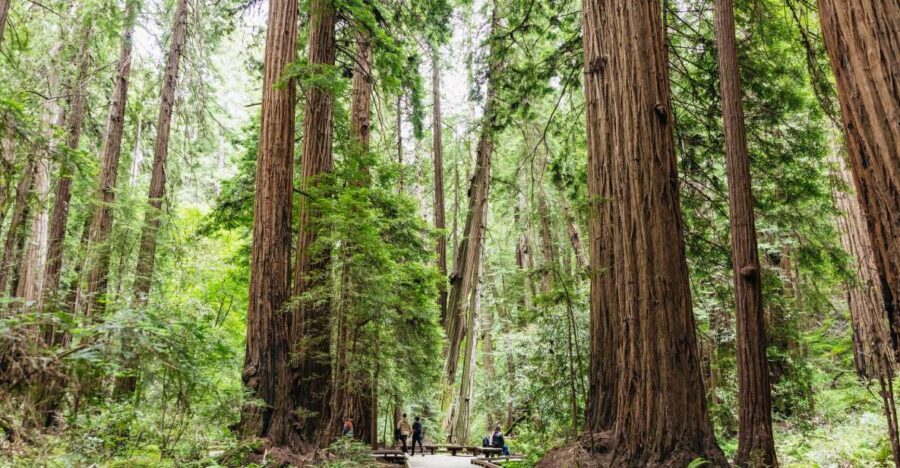 San Francisco: Muir Woods & Sausalito Tour with Ferry Option - Authentic Insights from Travelers