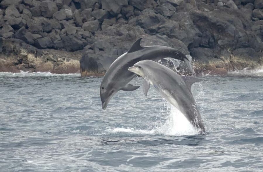São Miguel: Whale Watching & Wild Dolphins Swimming Full-day