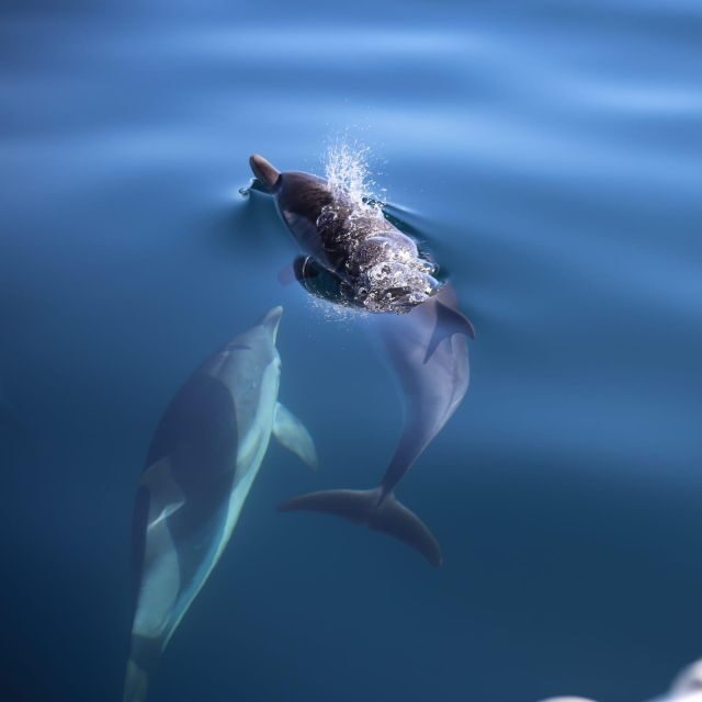 Sunset Tour and Searching Dolphins