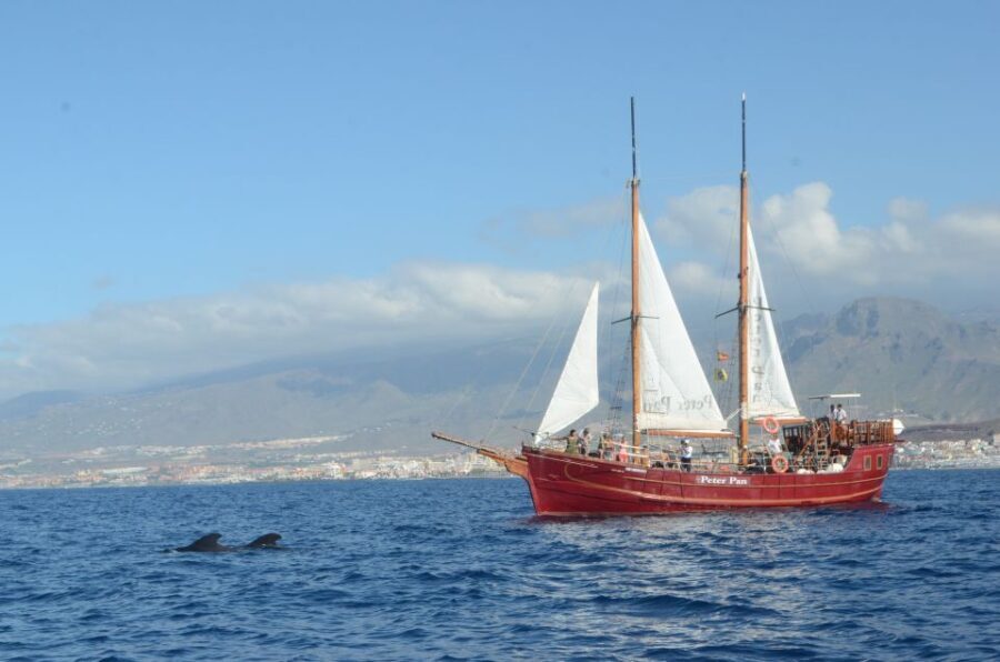 Tenerife: Respectful Whale Watching Pirate Cruise + Swim