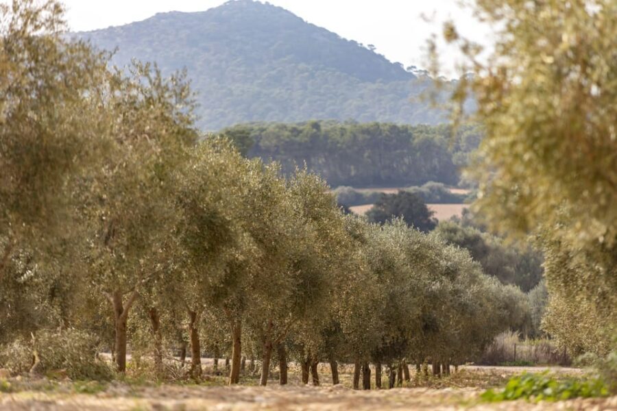 Treurer: Mediterranean barbecue Night