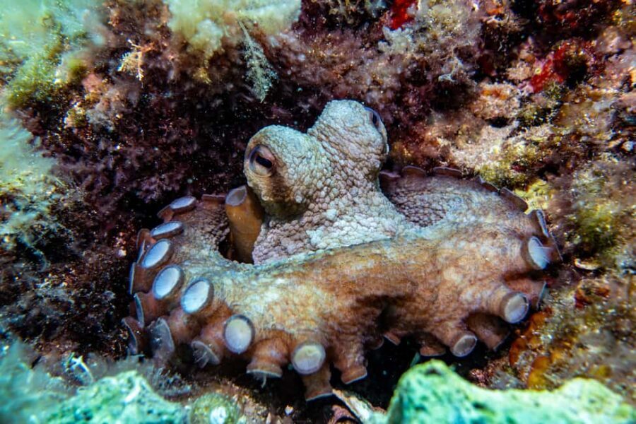 Try Scuba Diving in Cala d'Or  No Experience Needed